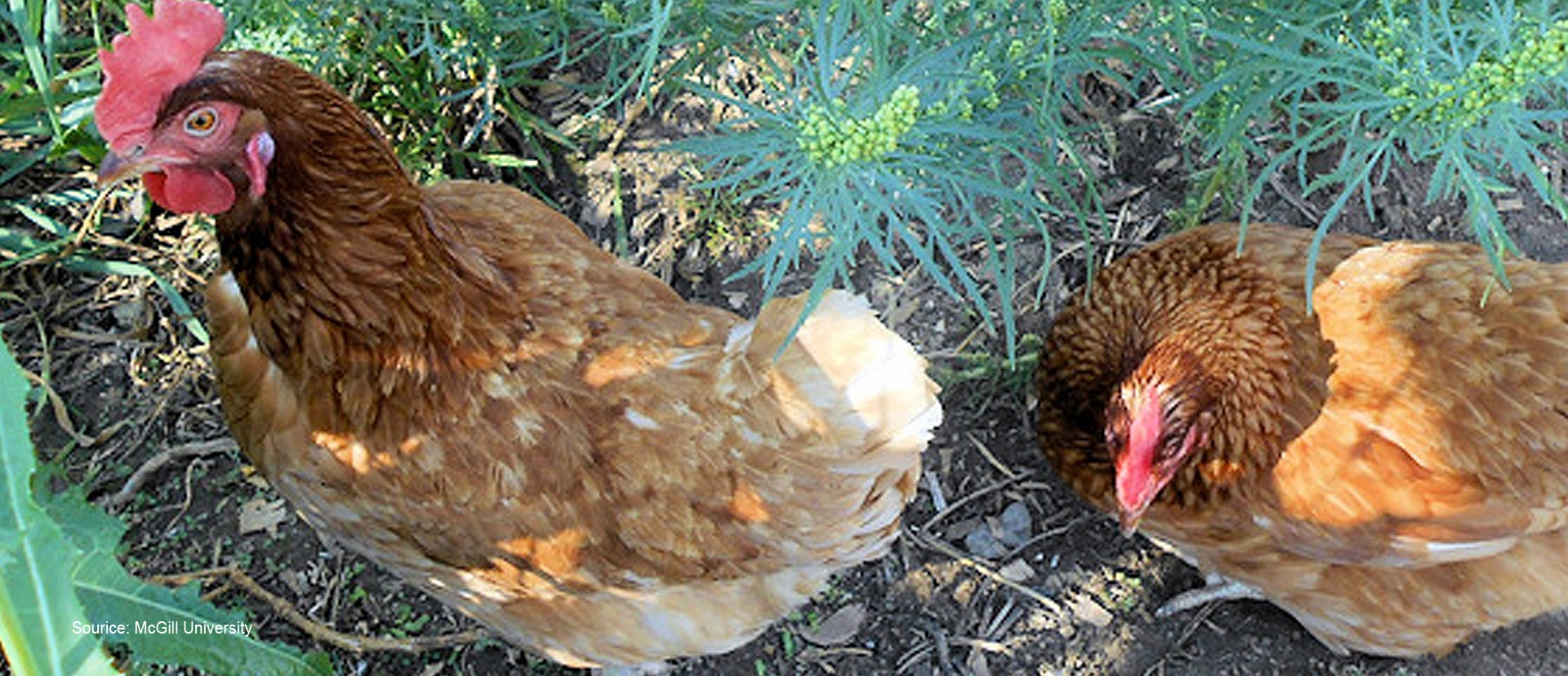 About Heritage Chickens