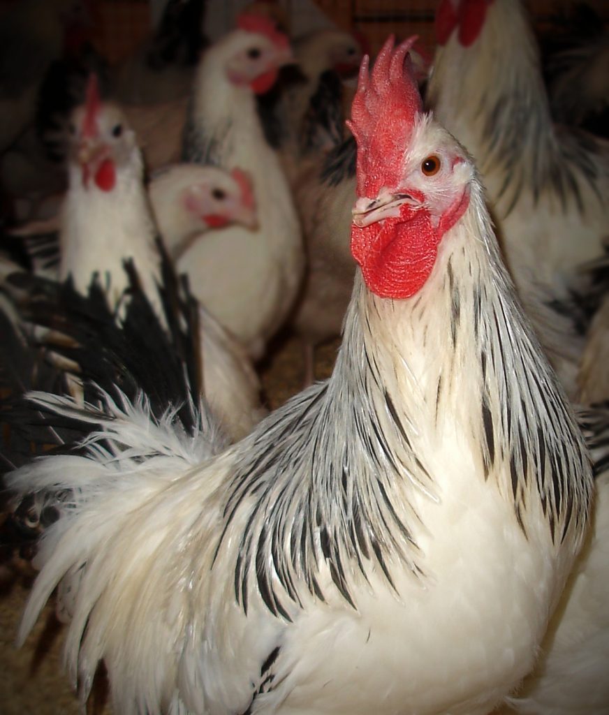 Small Flock Workshops coming to the U of A! - Heritage Chickens