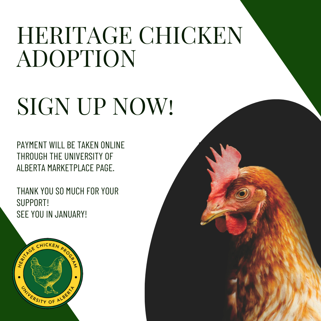 Home - Heritage Chickens